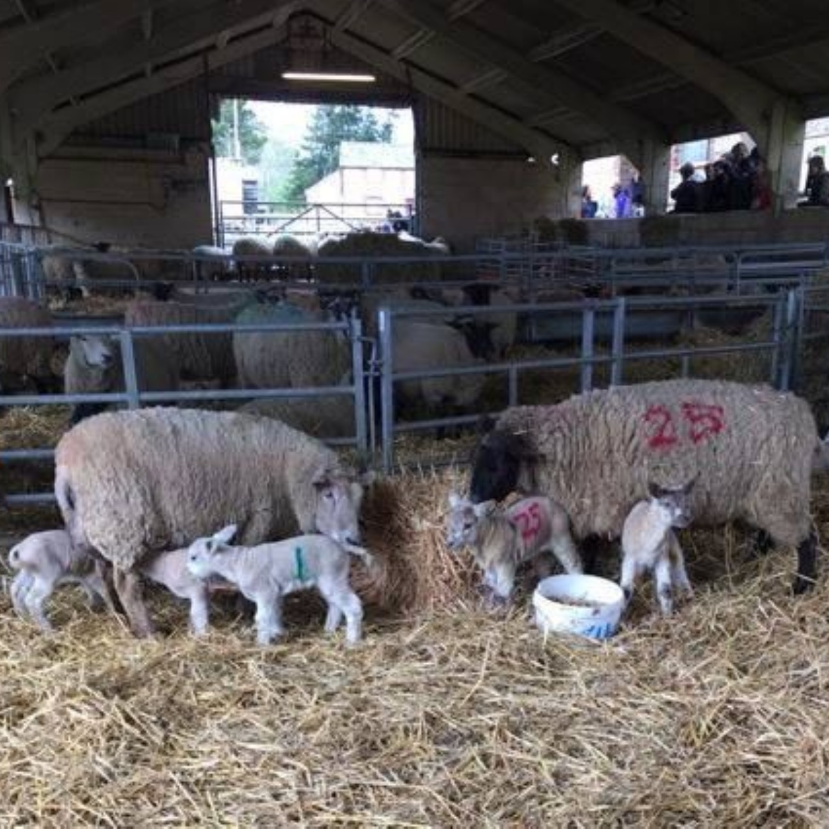 Geography & Horticulture Go Lambing at Gaston Farm! - Slindon College