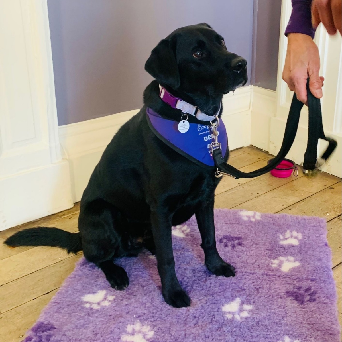 A visit from Canine Partners - Slindon College